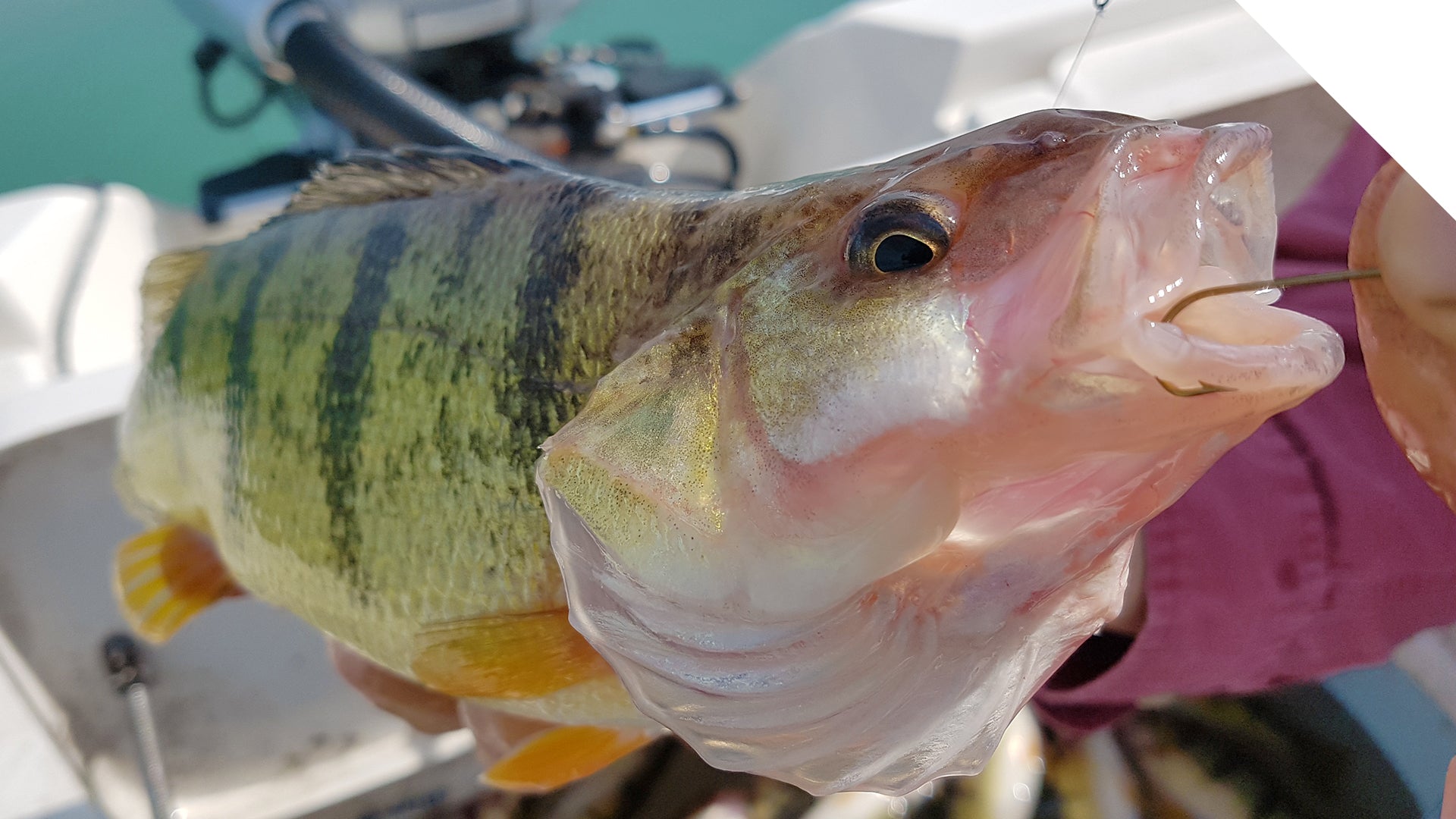 Jigging for Jumbo Lake Erie Perch! – Thundermist Lure Company