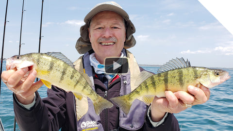 Perch Fishing with Live Minnows – Thundermist Lure Company